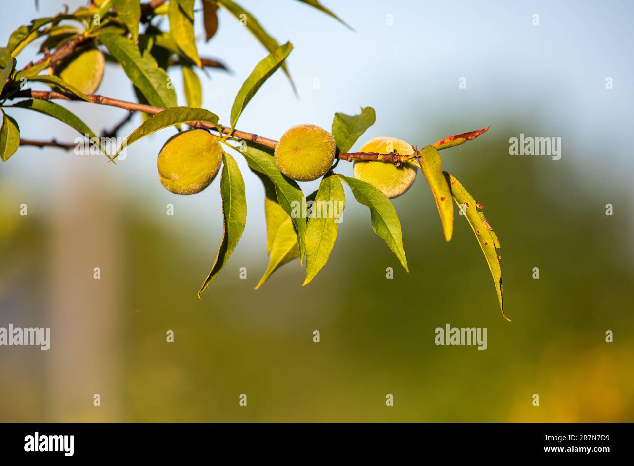 Closeup peaches growing on tree hi-res stock photography and images - Alamy