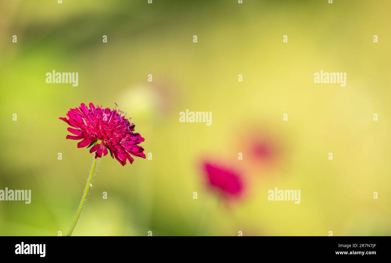 Macedonian scabious flower - Latin name - Knautia macedonica Stock ...
