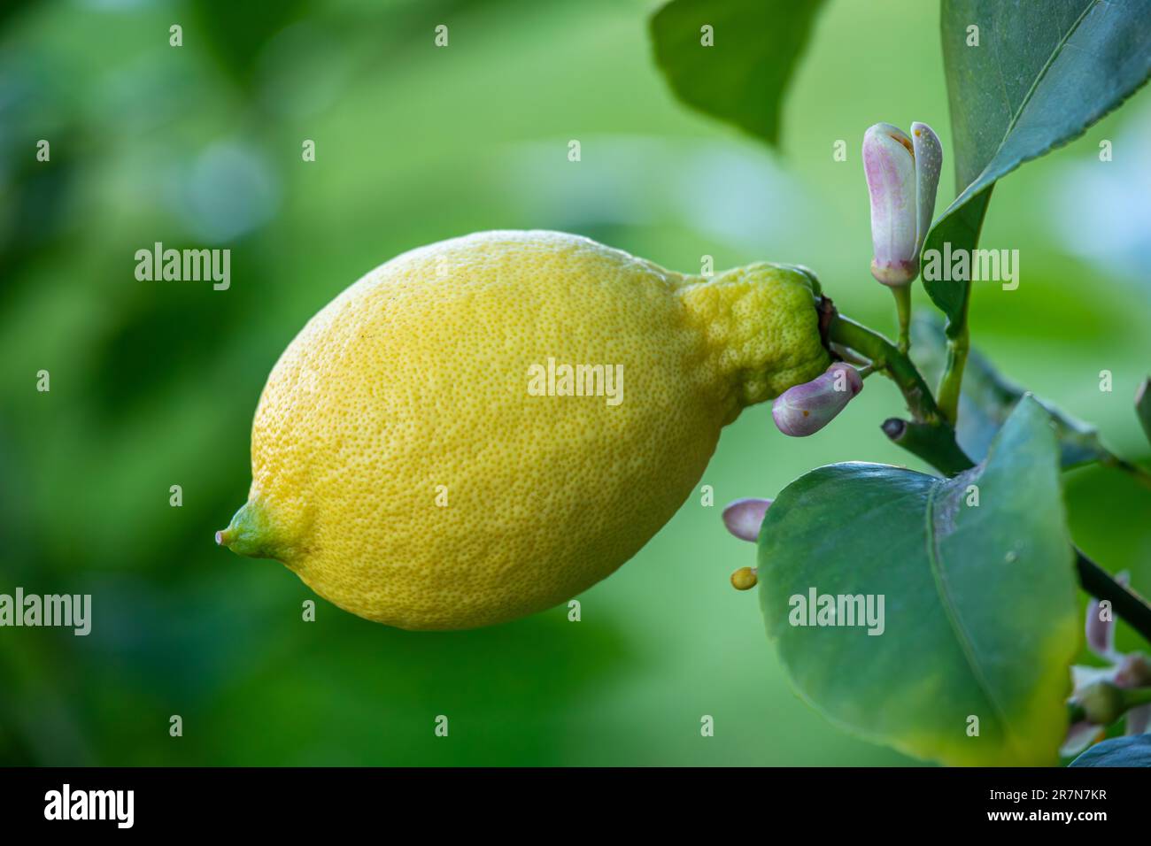 Natural bright yellow citrus lemon on the green background. One lemon ...