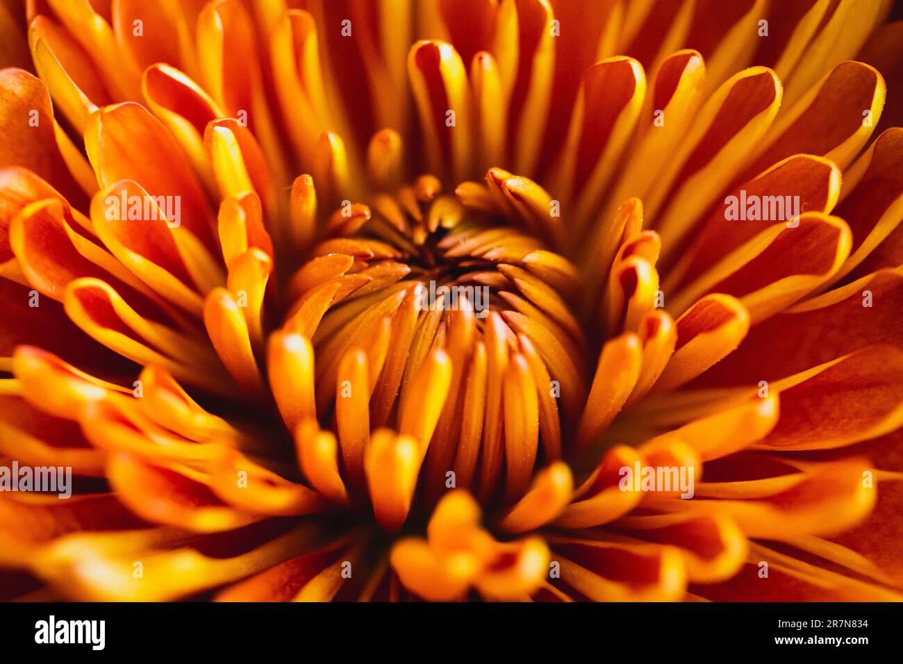 Featuring multiple petals hi-res stock photography and images - Alamy