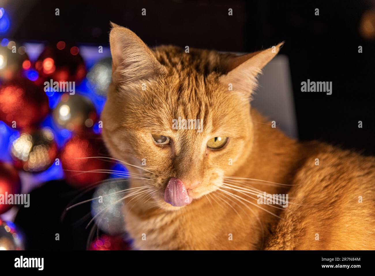 Cute animal posters hi-res stock photography and images - Alamy