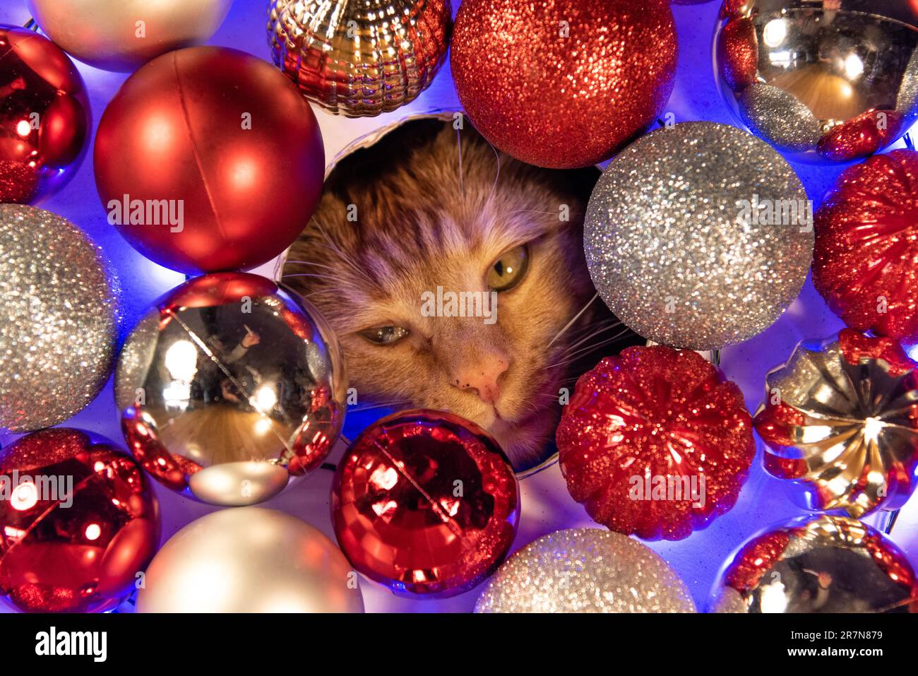 Cute ginger female tabby cat surrounded by Christmas decorations, red ...