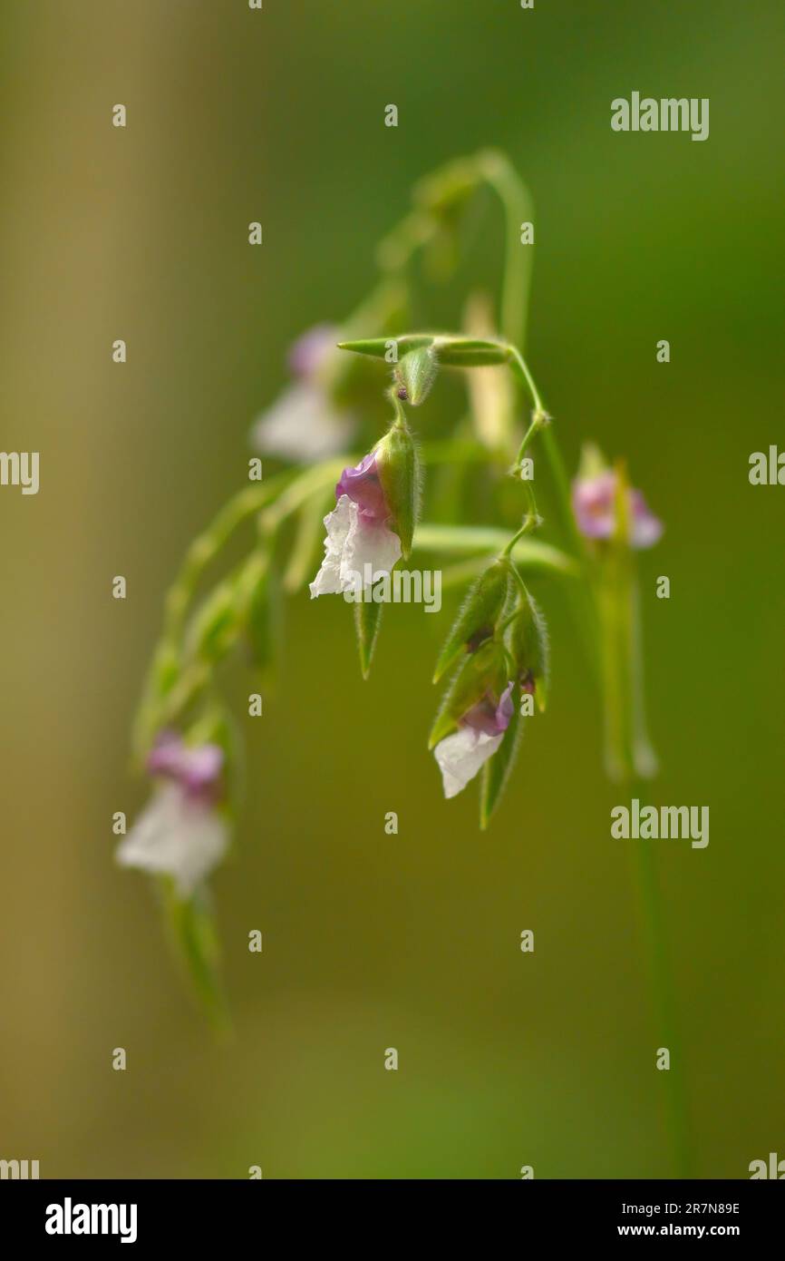 Close up of Thalia geniculata flower that is commonly known as ...