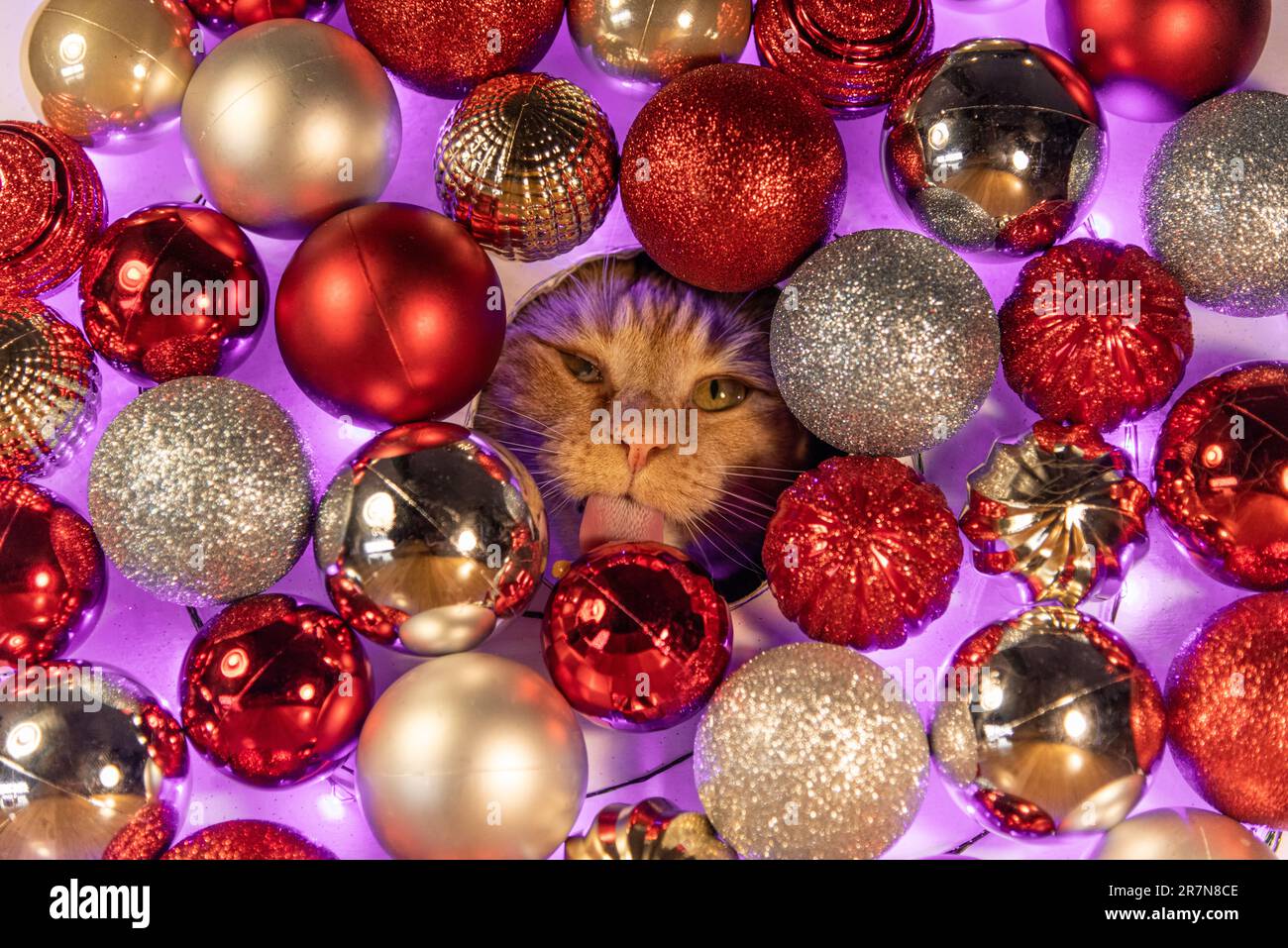 Cute ginger female tabby cat surrounded by Christmas decorations, red ...