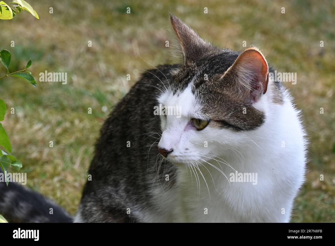Pretty domestic cat has spotted something in the bushes Stock Photo - Alamy