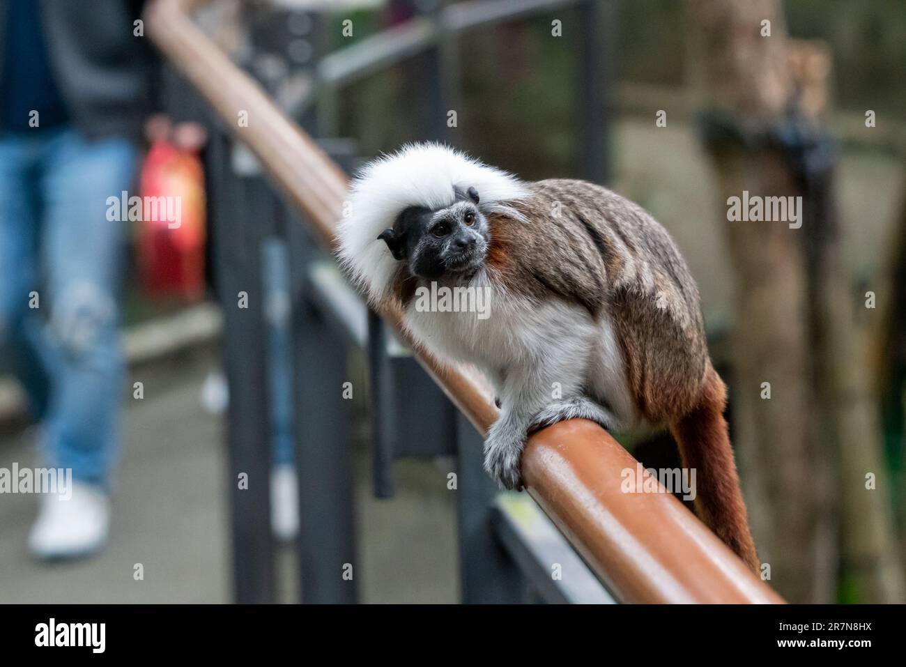 A curious brown and white monkey sits atop a metal balustrade, gazing ...