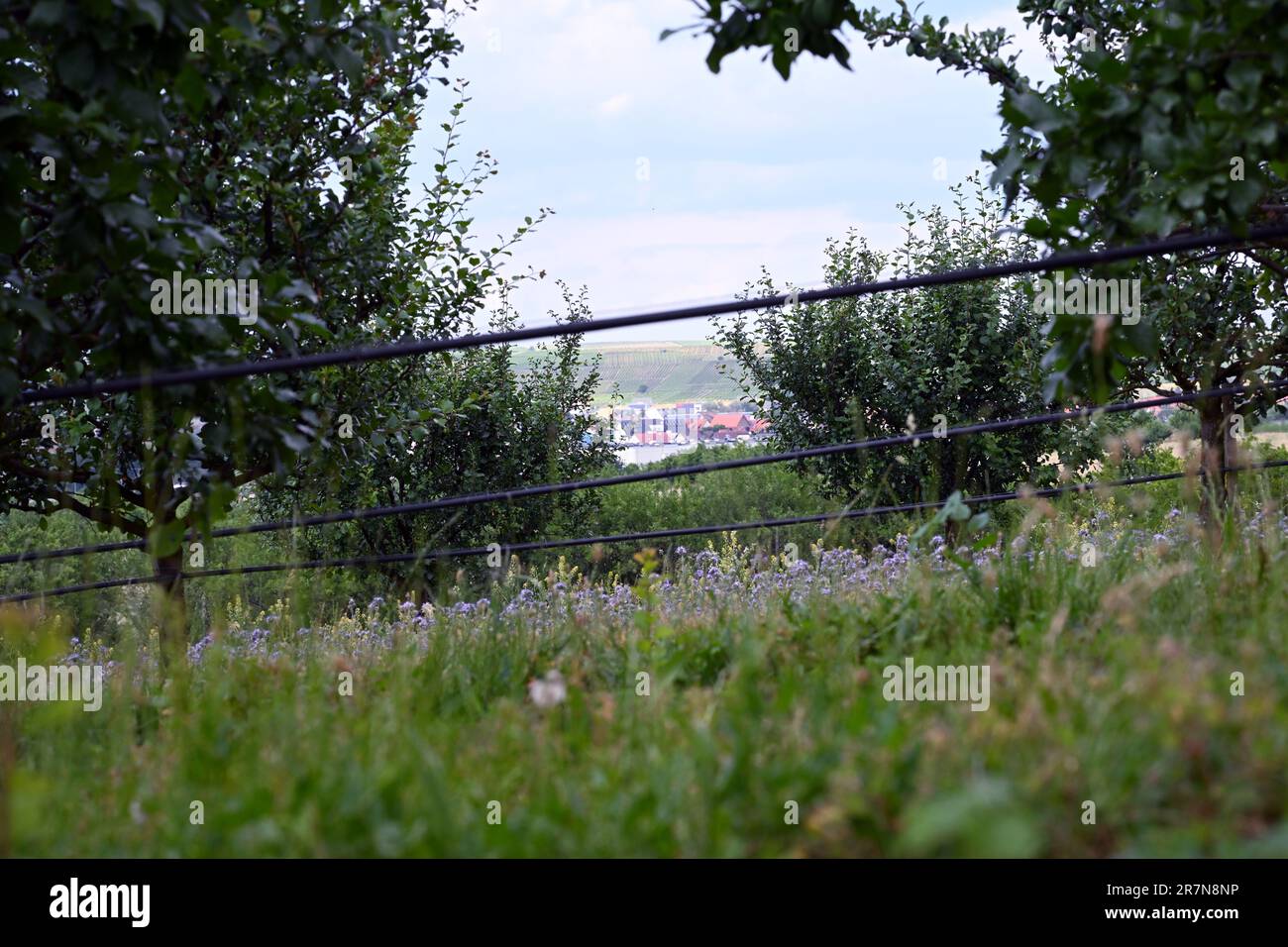 Drip hoses hi-res stock photography and images - Alamy