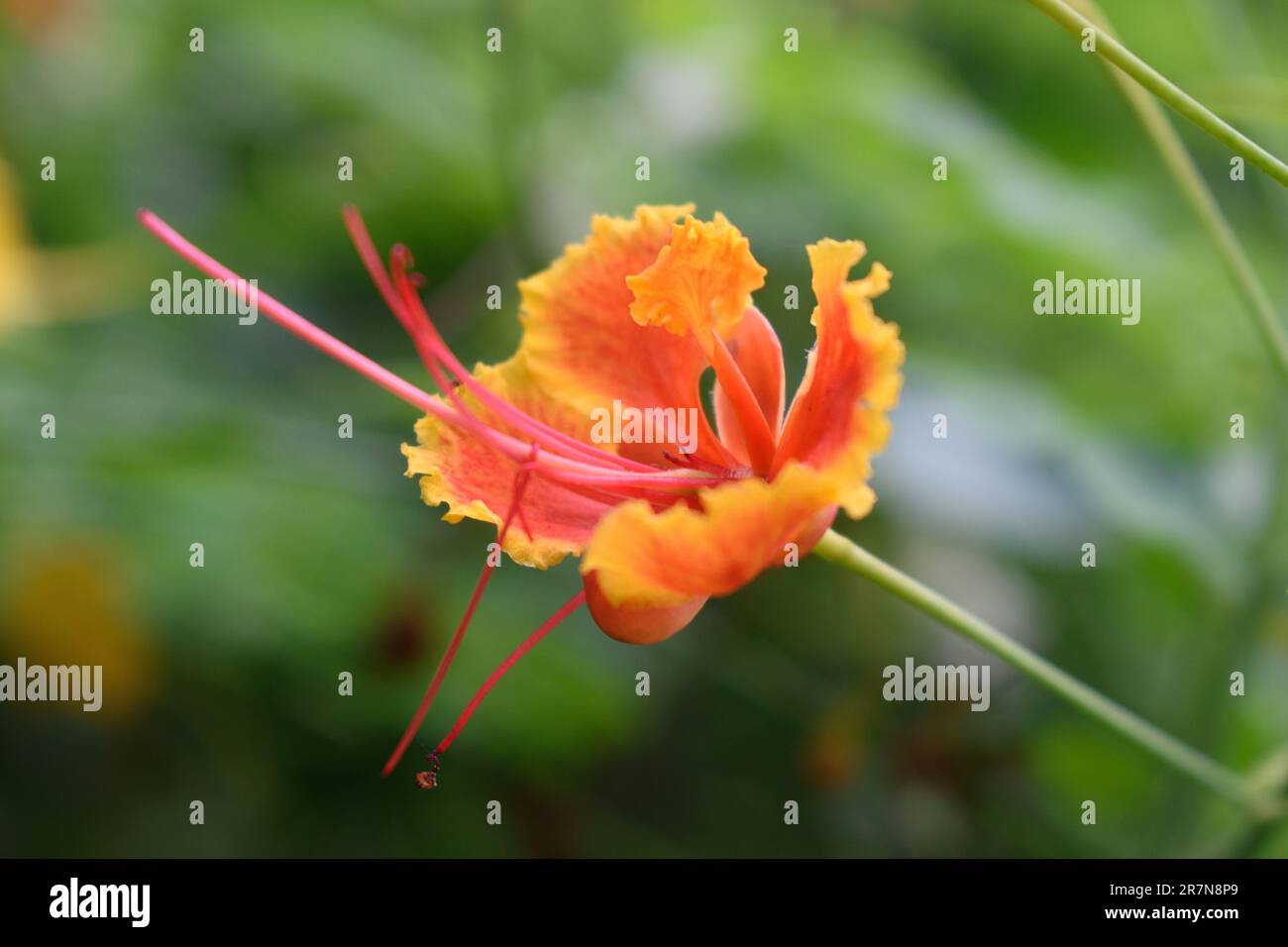 Kembang Merak (Caesalpinia pulcherrima) is a plant native to Asia and ...