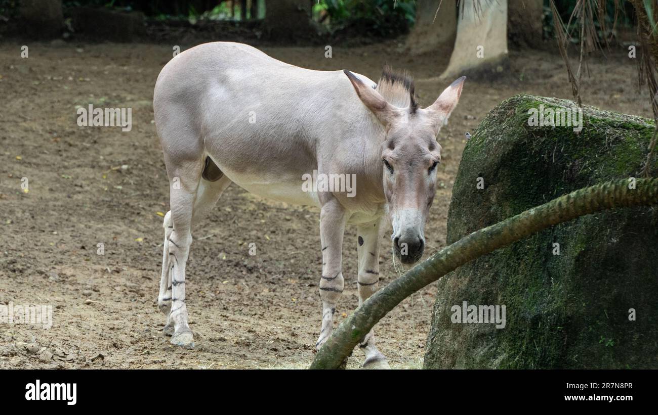 Donkey in its environment hi-res stock photography and images - Alamy