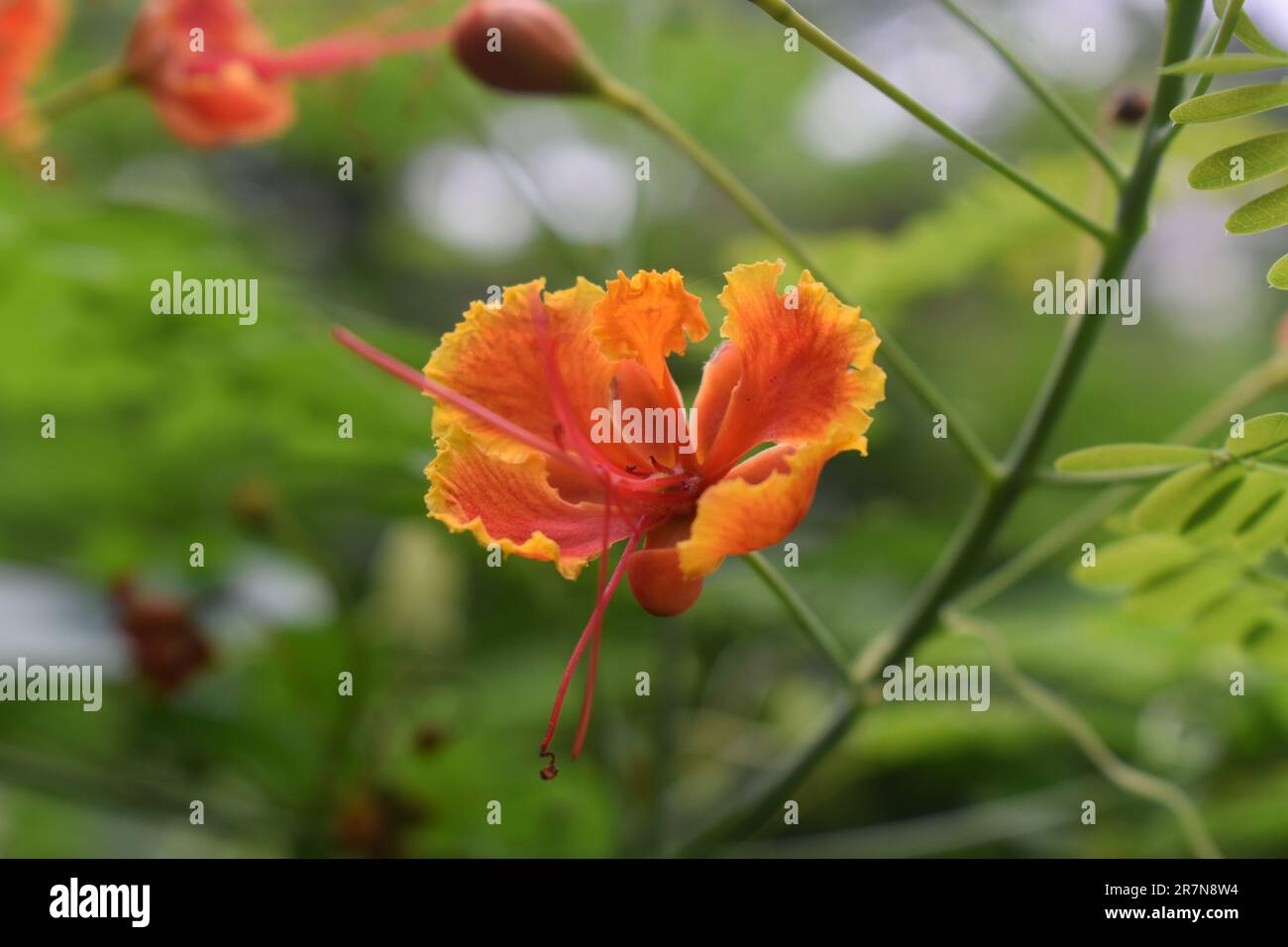 Kembang Merak (Caesalpinia pulcherrima) is a plant native to Asia and ...