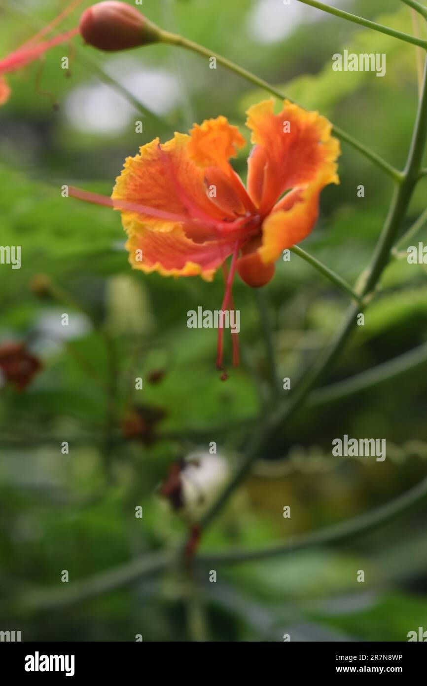 Kembang Merak (Caesalpinia pulcherrima) is a plant native to Asia and ...