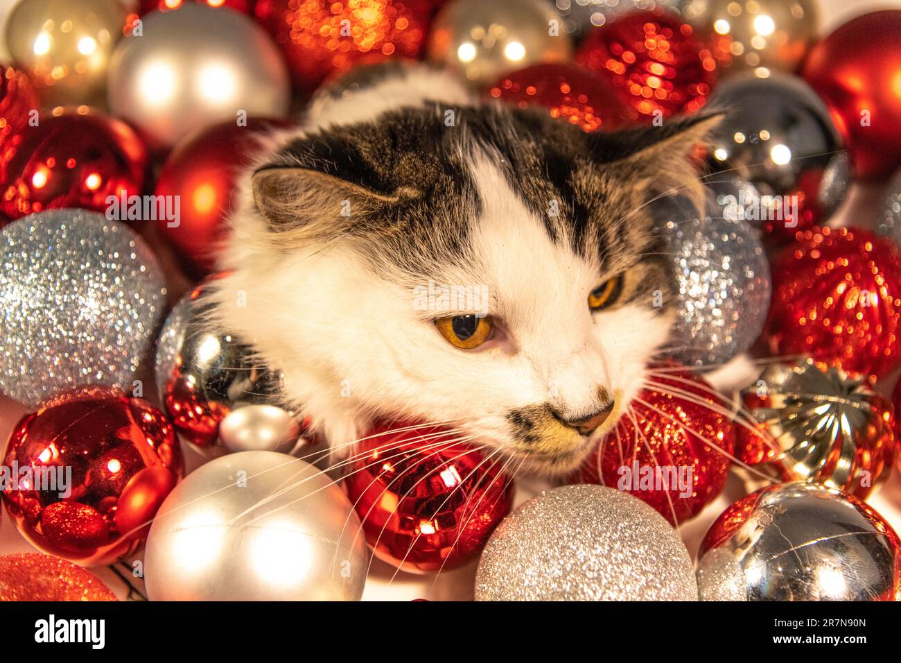 Tabby Kitty Xmas