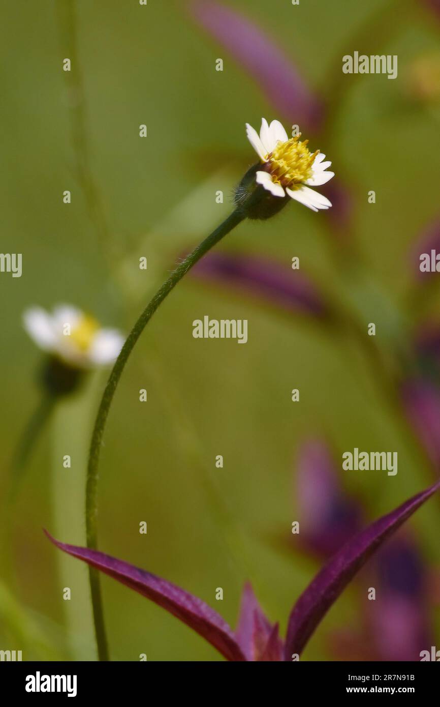 Tridax procumbens, commonly known as coatbuttons[1] or tridax daisy, is ...