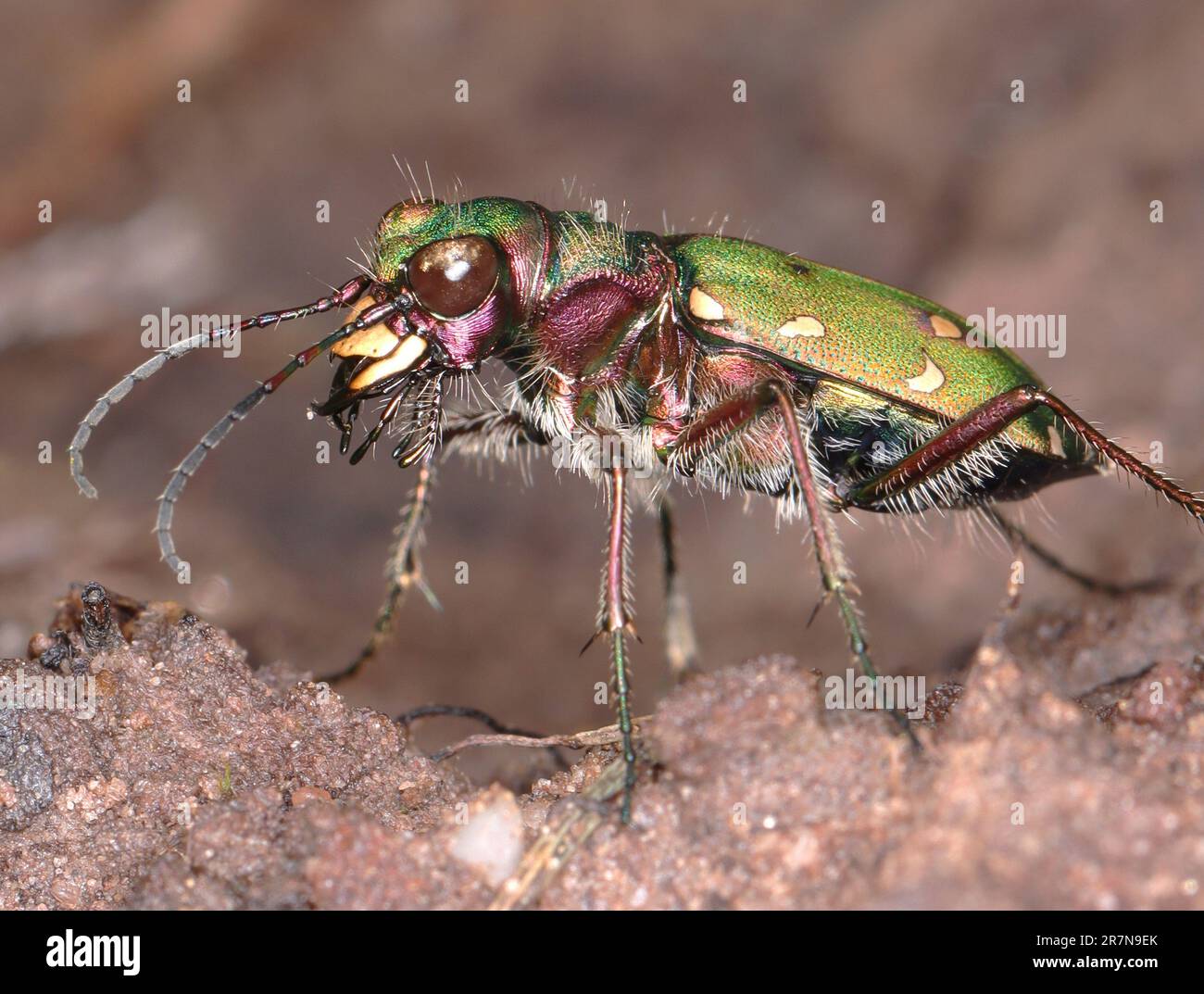 Green Tiger Beetle Stock Photo - Alamy
