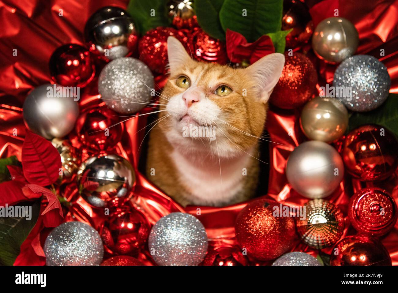 Cute ginger female tabby cat surrounded by Christmas decorations, red ...