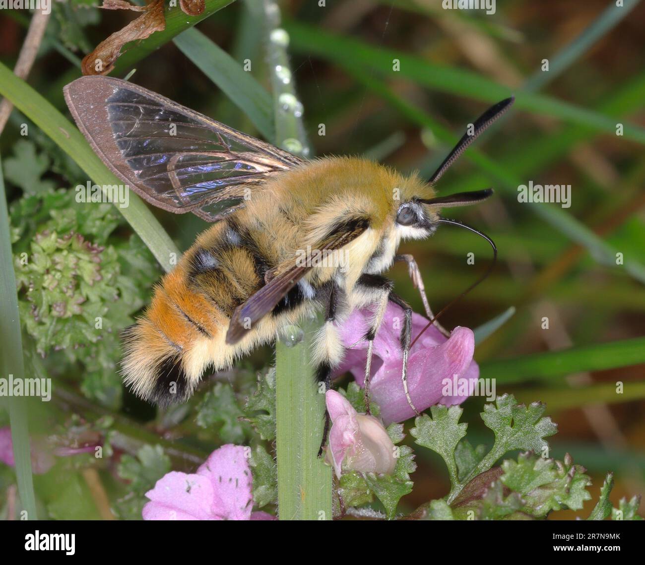 Narrow Bordered Bee Hawk Moth Stock Photo - Alamy