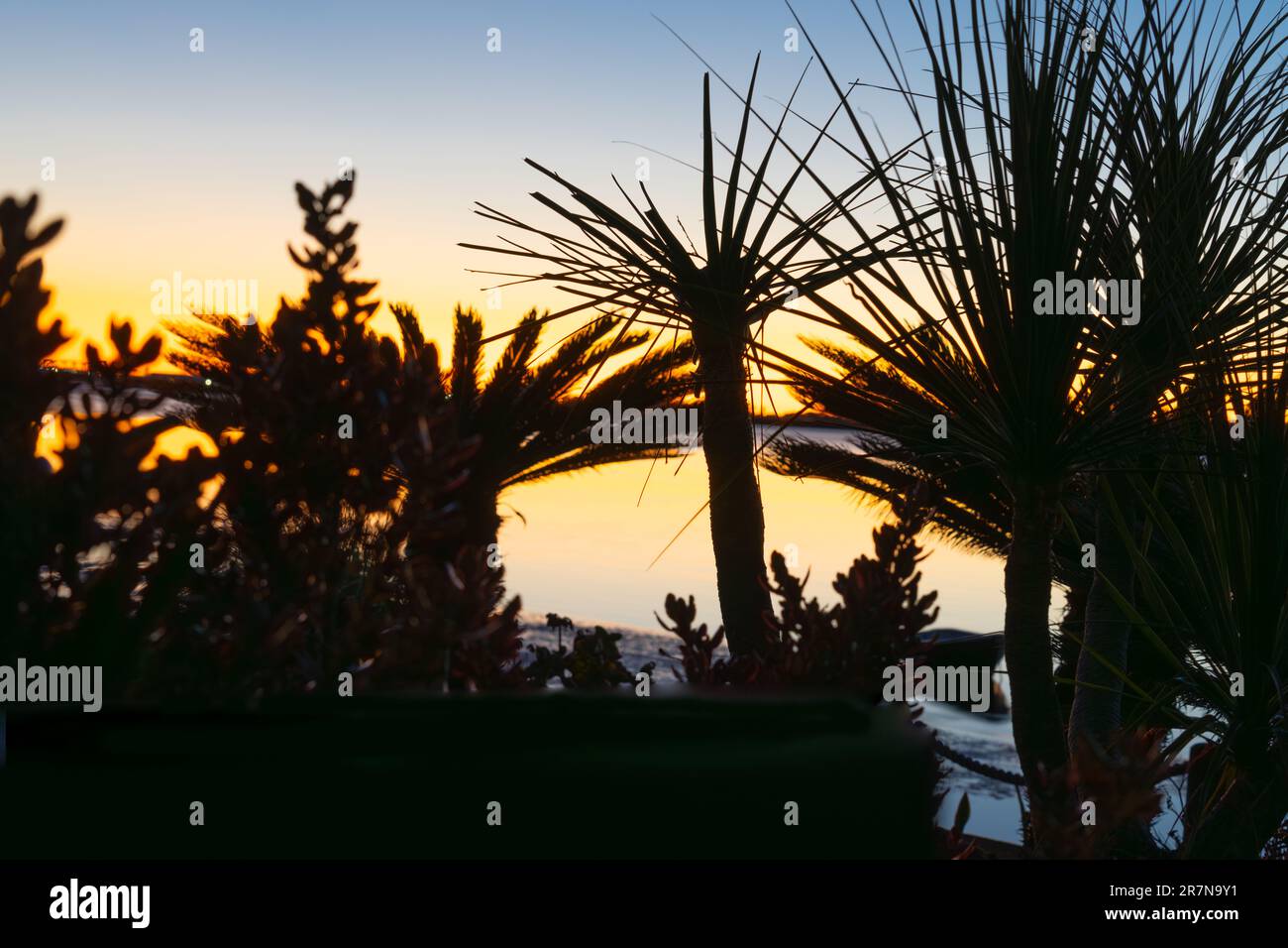 Palms in silhouette hi-res stock photography and images - Alamy