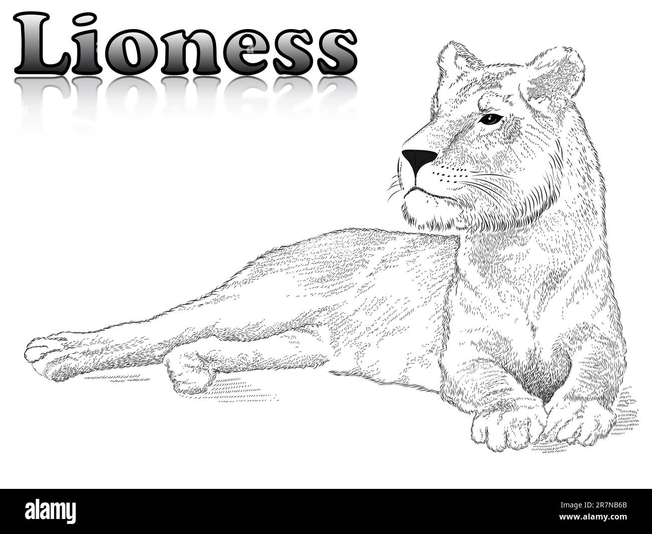 Lioness Stock Vector Images - Alamy
