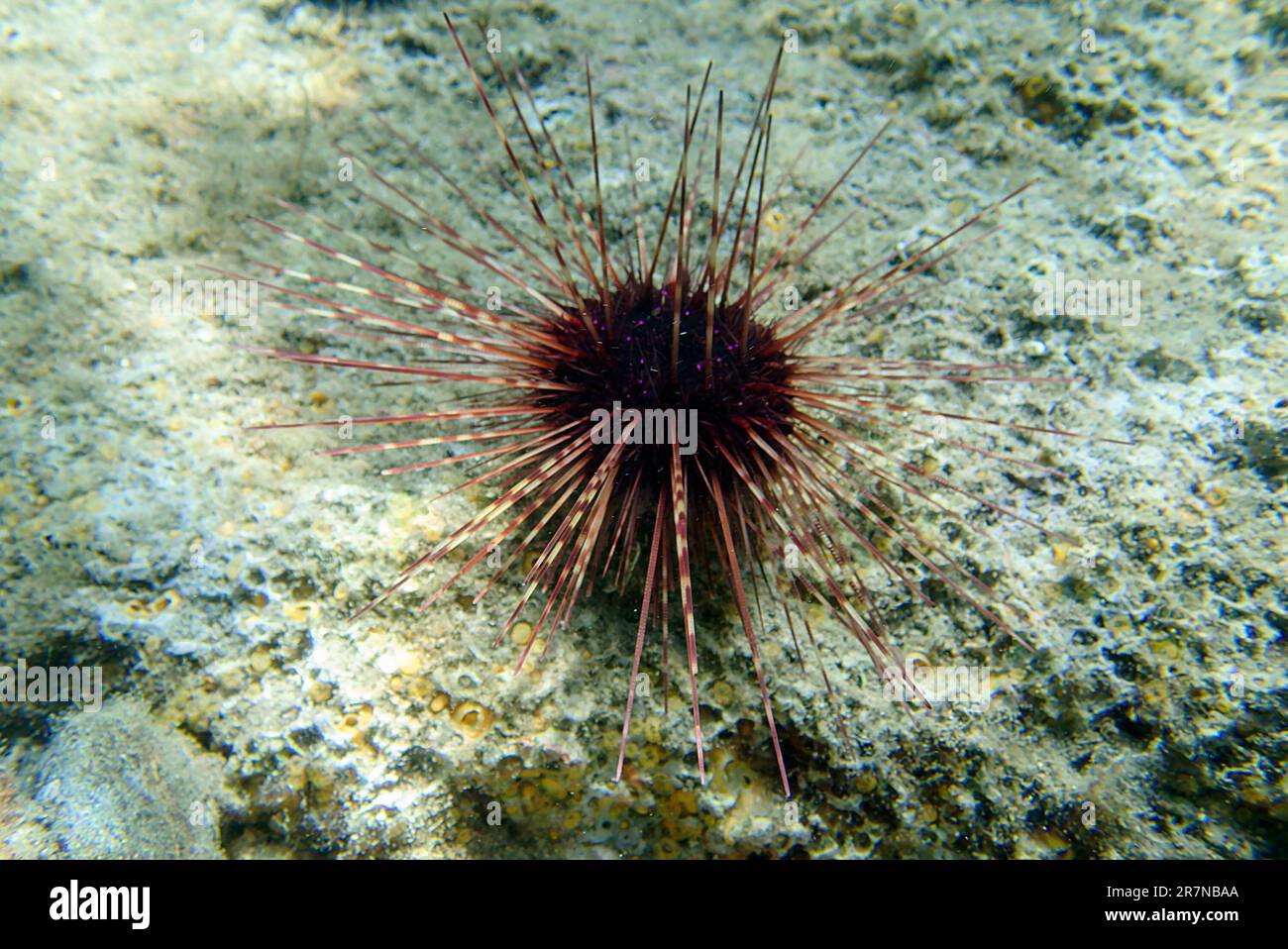 Hatpin sea urchin - Centrostephanus longispinus Stock Photo - Alamy
