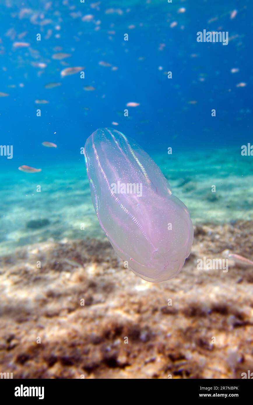 Mnemiopsis leidyi - the warty comb jellyfish or sea walnut jellyfish ...
