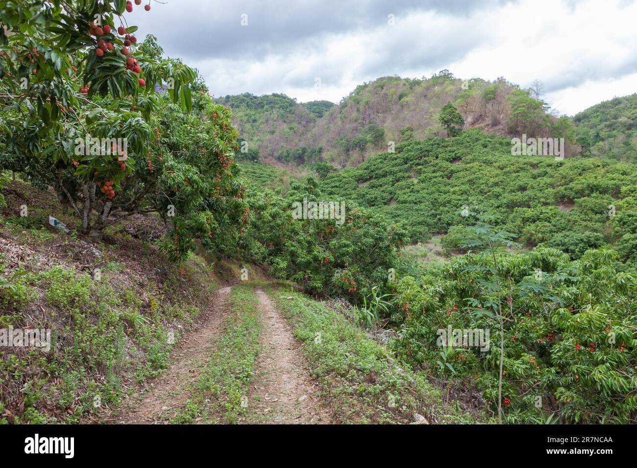 Lychee garden with ripe fresh fruits hanging down from tree branches ...