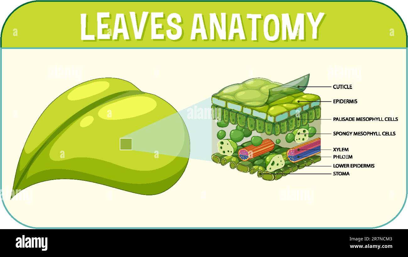Internal Structure Of Leaf Diagram Illustration Stock 58 OFF
