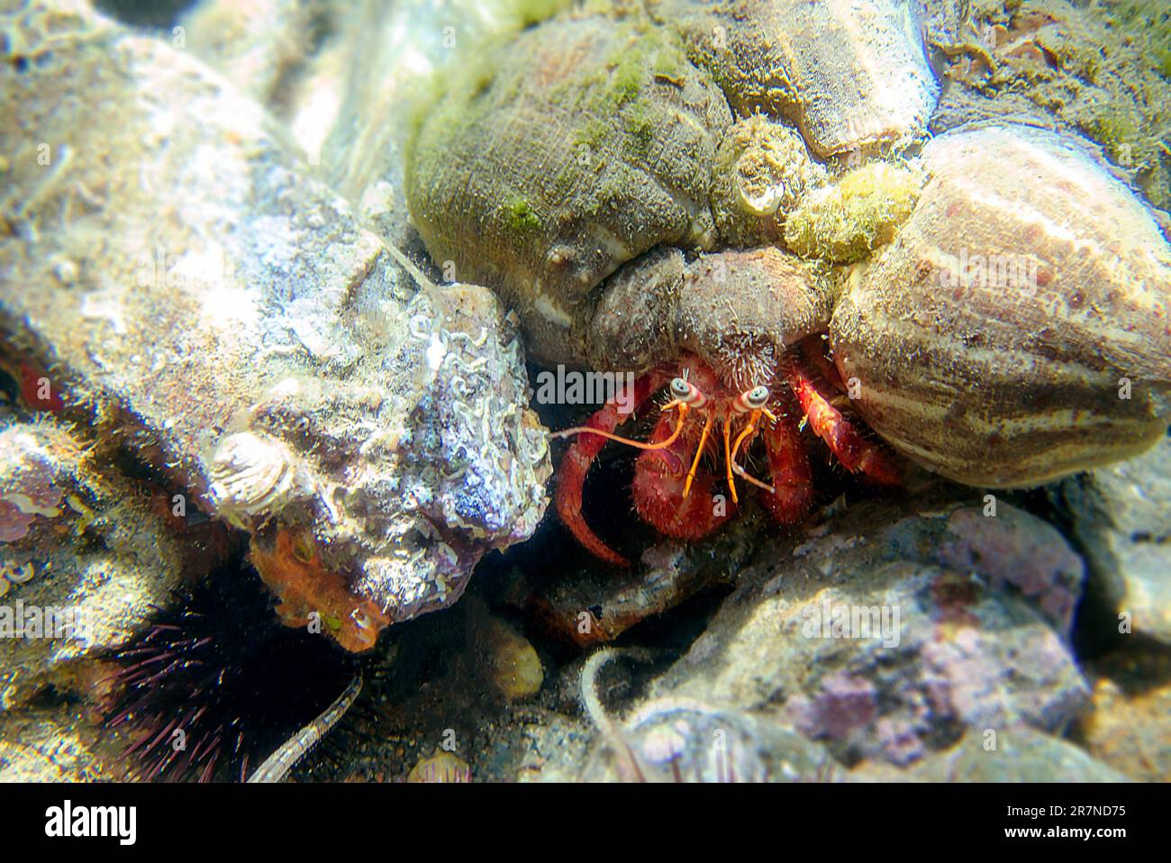 Great red hermit crab - Dardanus calidus Stock Photo - Alamy