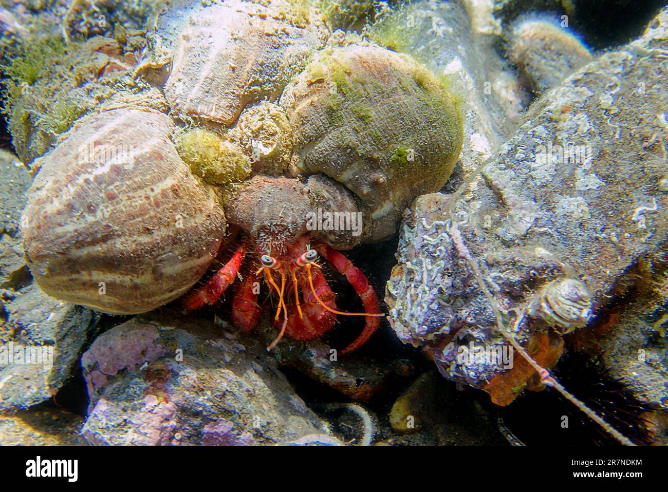 Great red hermit crab - Dardanus calidus Stock Photo - Alamy