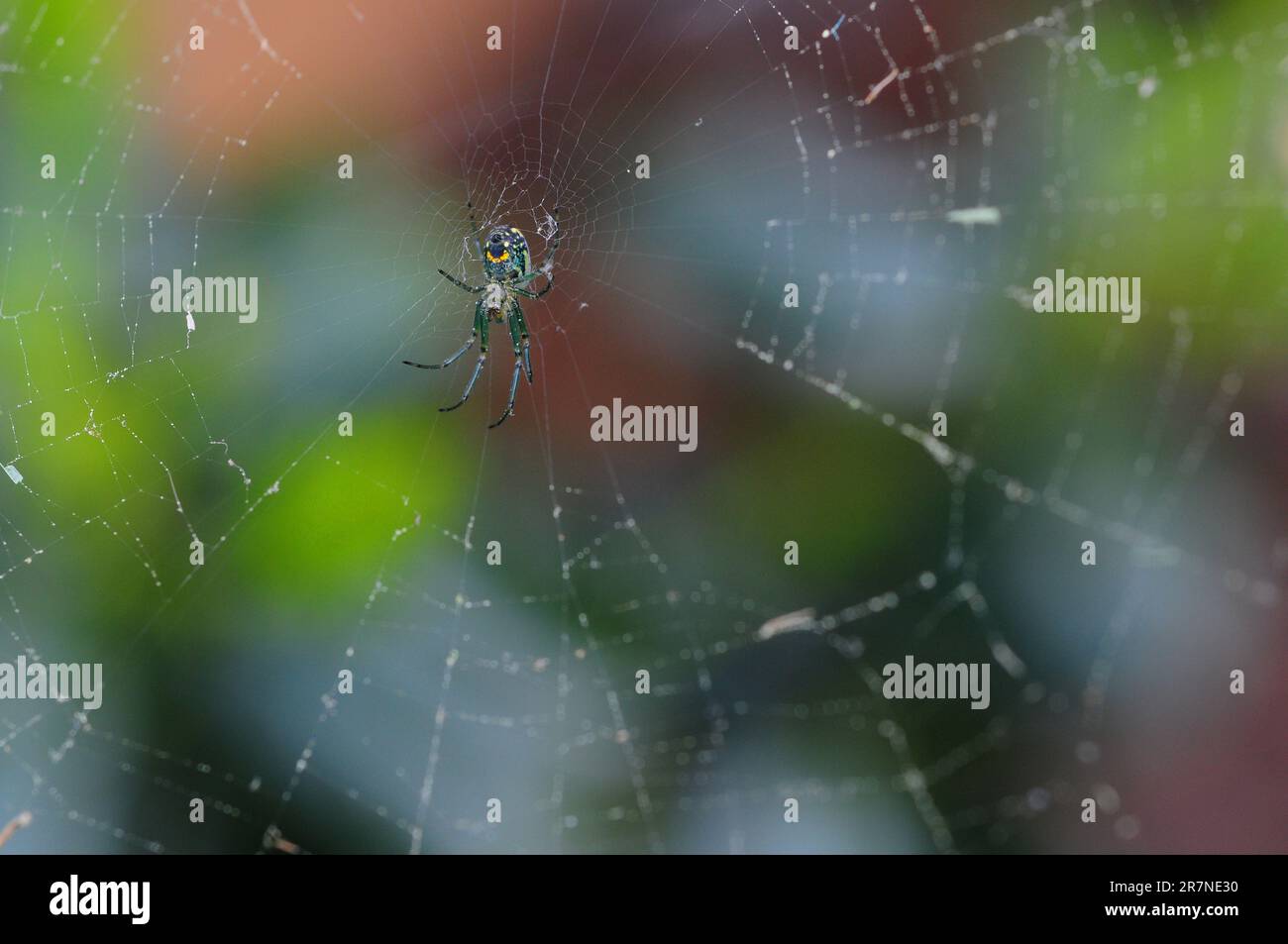 Common Garden Spider in web Stock Photo - Alamy