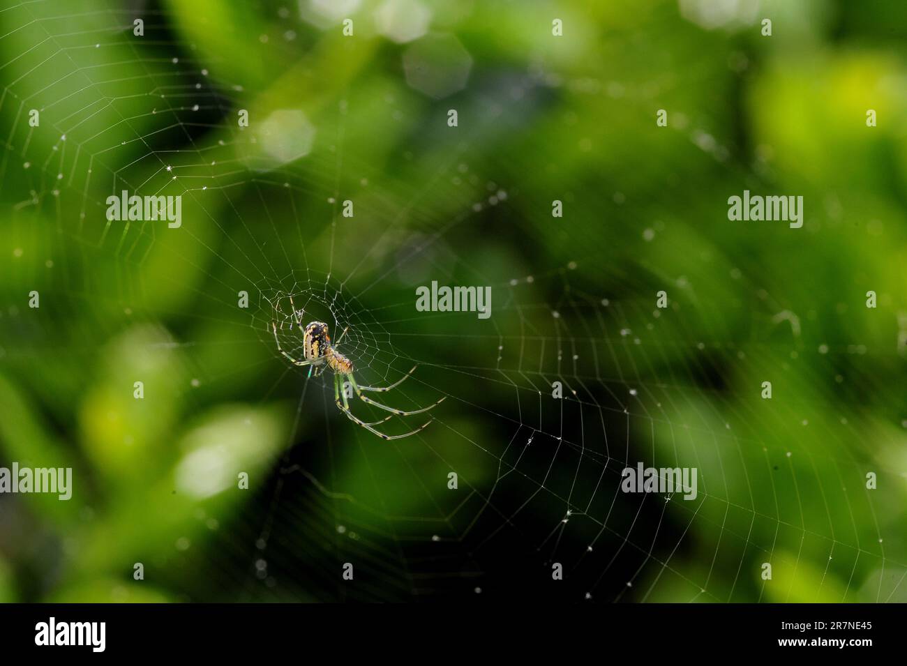 Common Garden Spider in web Stock Photo - Alamy