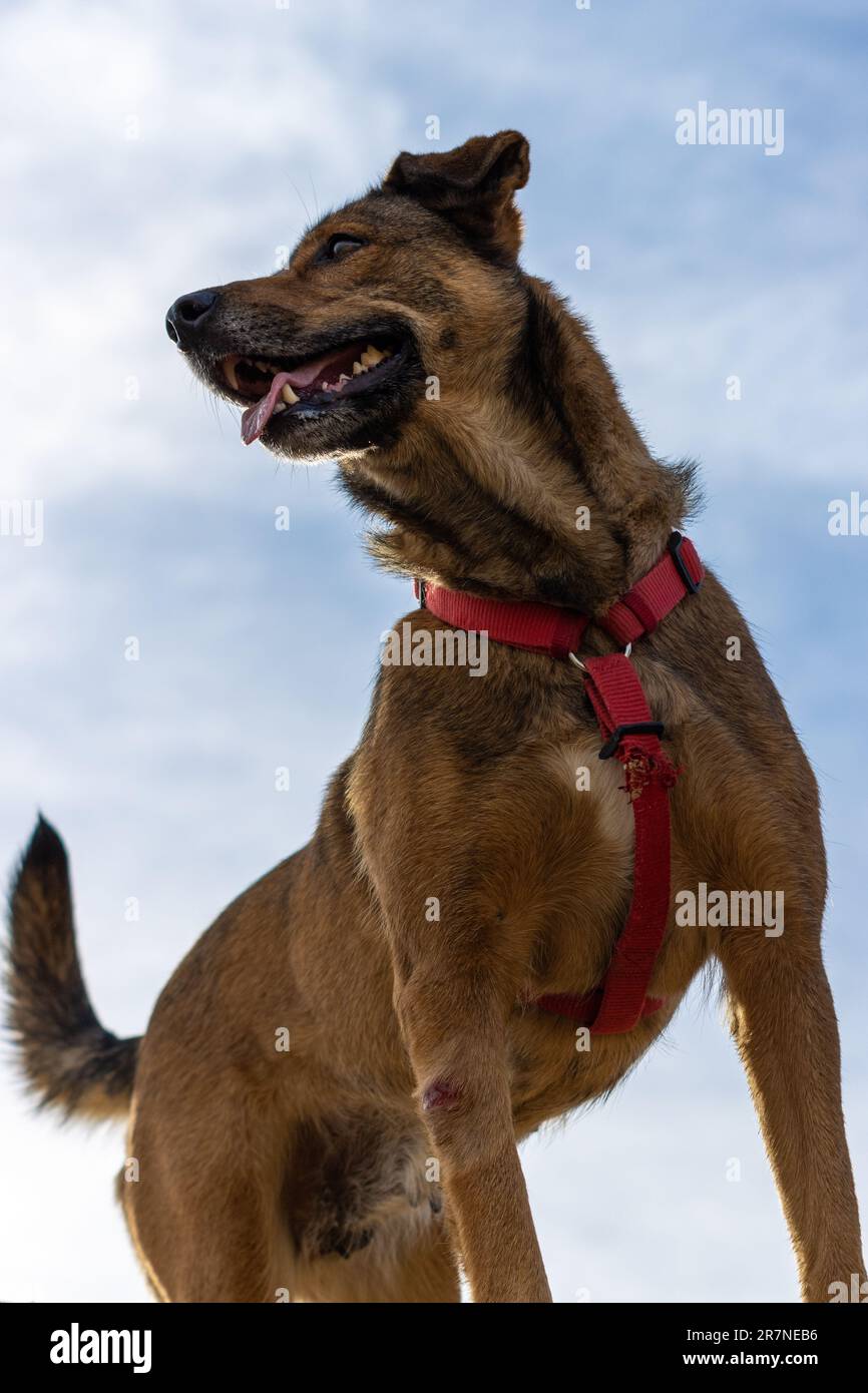 An adorable image of a pup looking up into the sky, with a peaceful ...