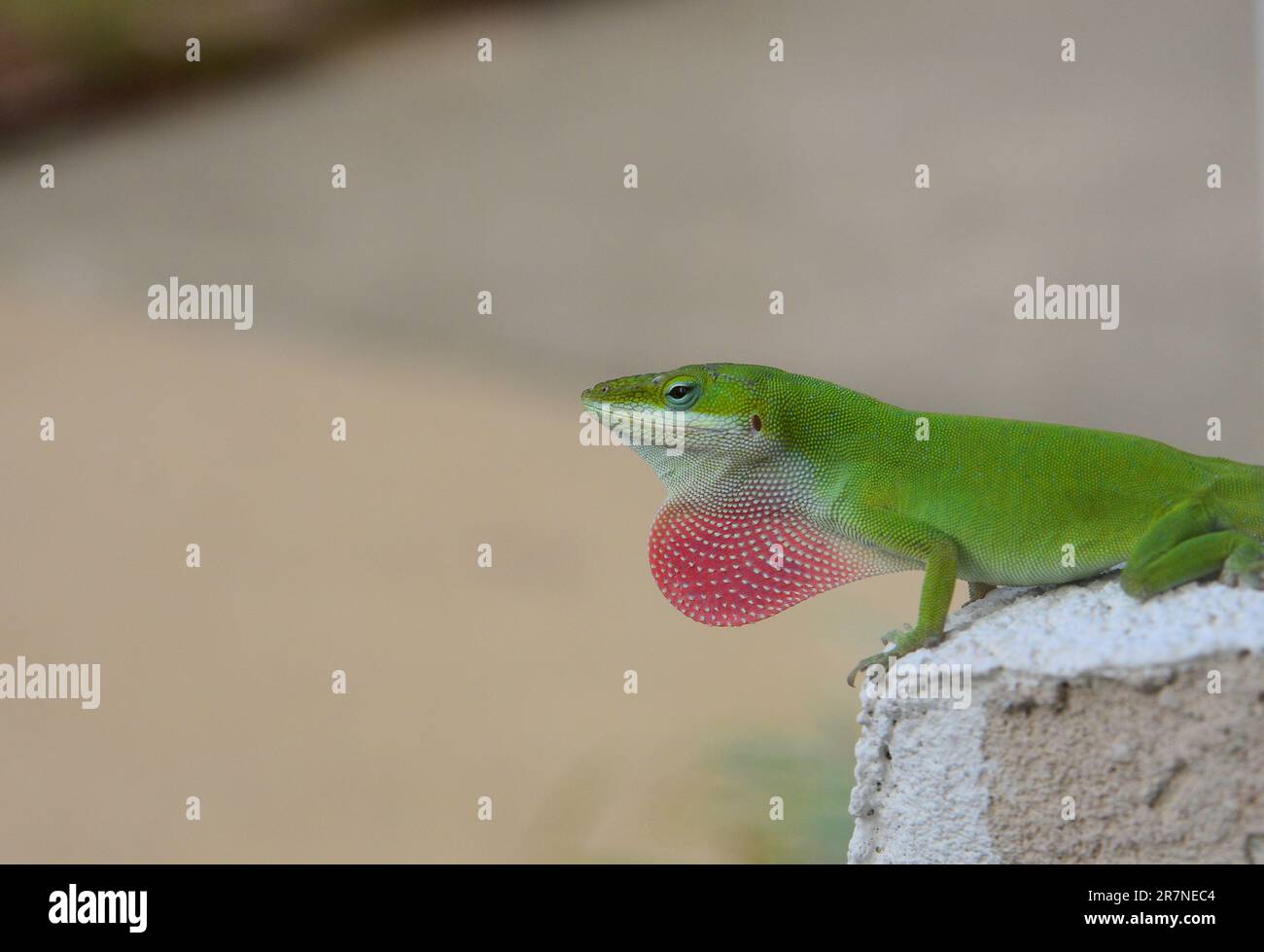 Anole showing its dewlap in agitation Stock Photo - Alamy