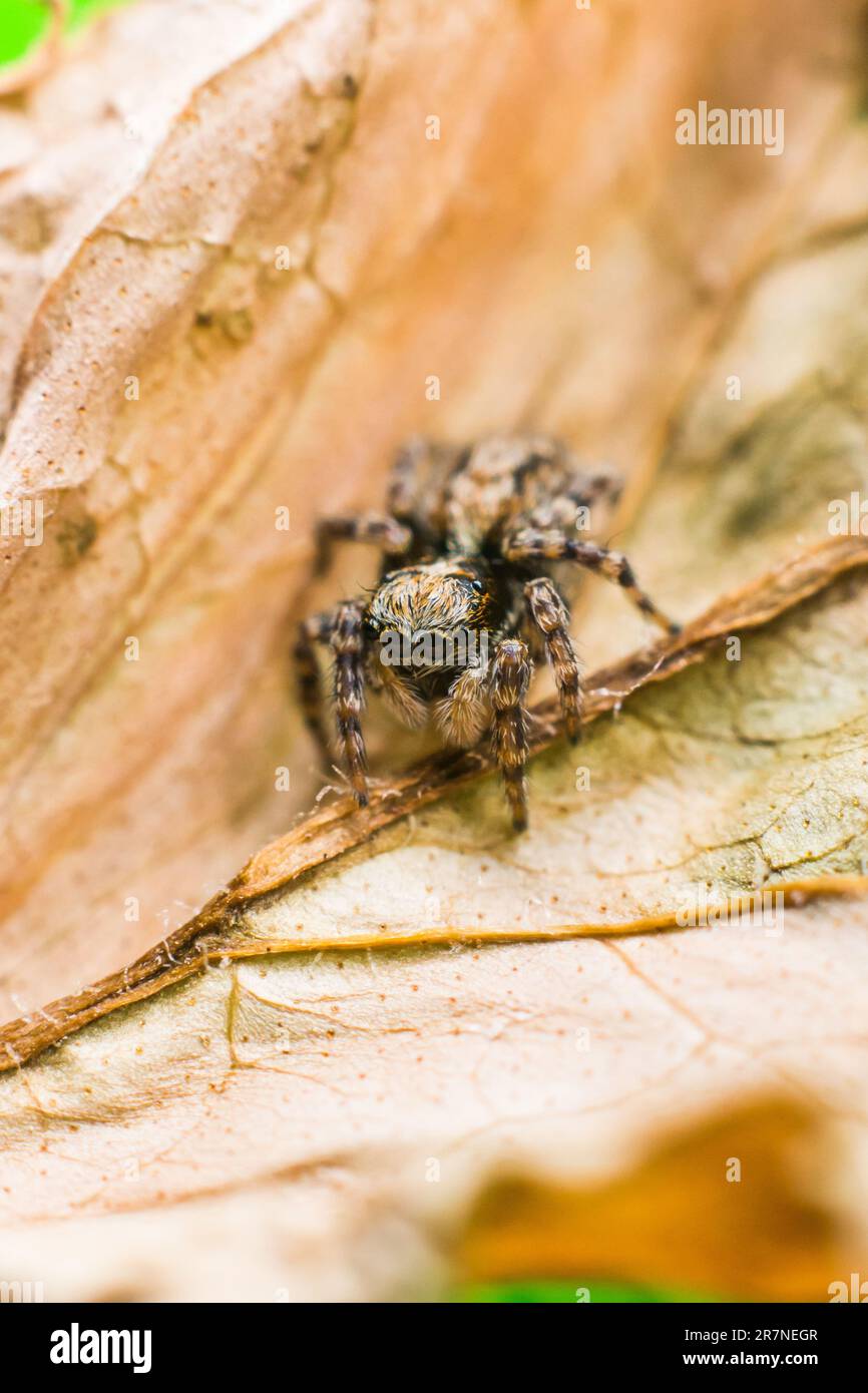 Golden brown jumping spider hi-res stock photography and images - Alamy