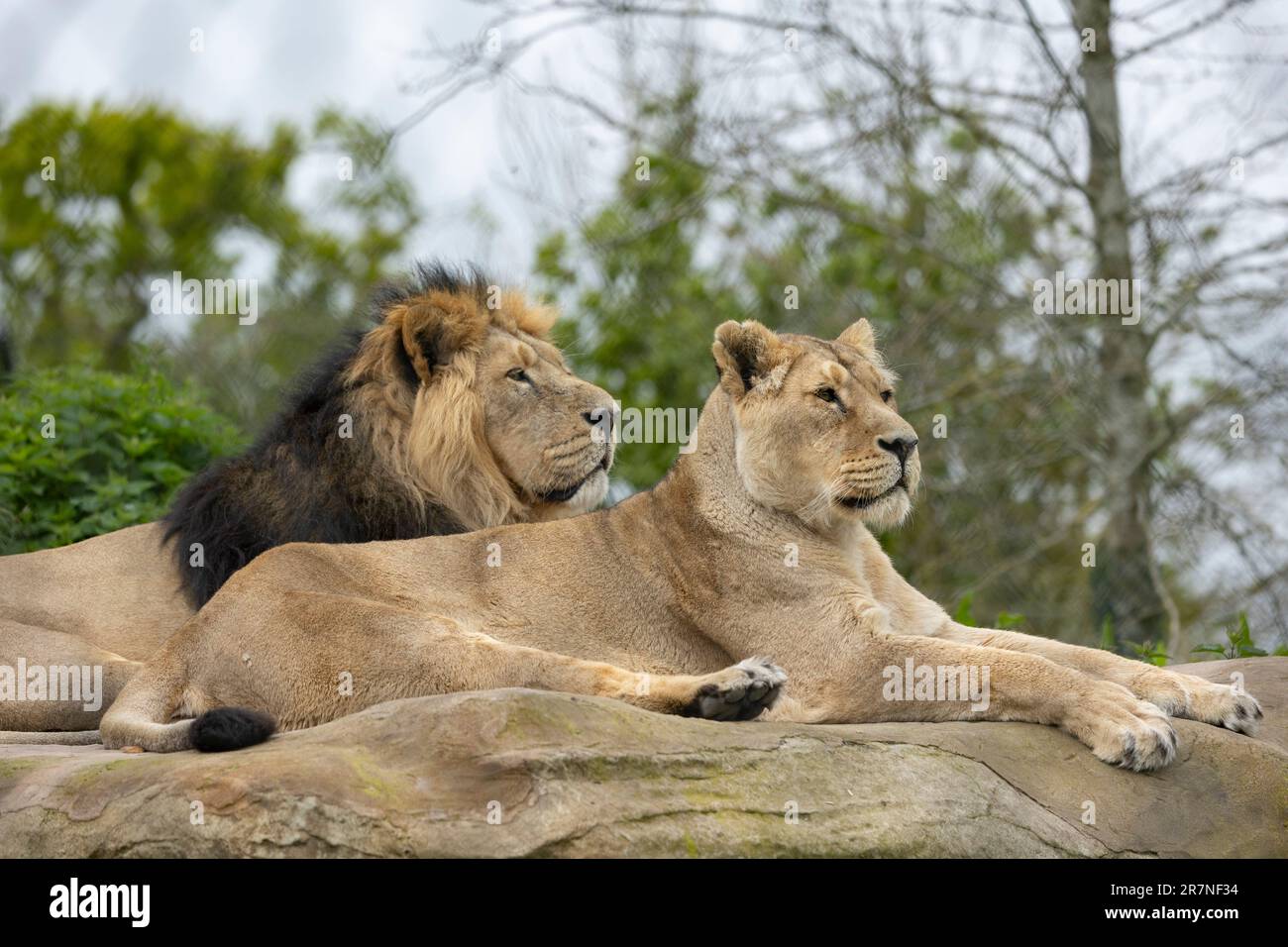 Lion Lioness Lie Free Stock Photo Of Lioness Lying Down In The Zoo