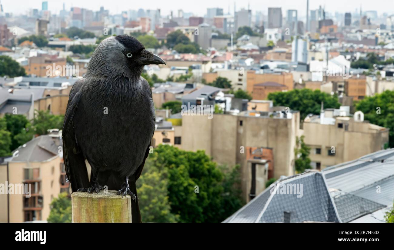 Jackdaw on gate hi-res stock photography and images - Alamy