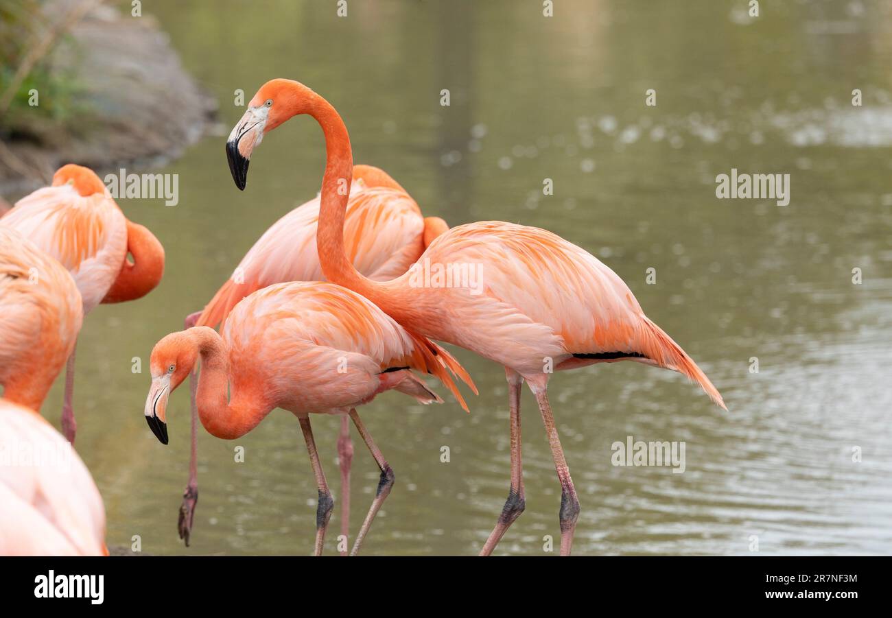 The American flamingo (Phoenicopterus ruber) is a large species of ...