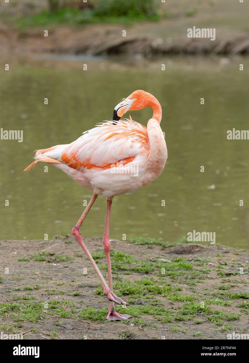 The American flamingo (Phoenicopterus ruber) is a large species of ...