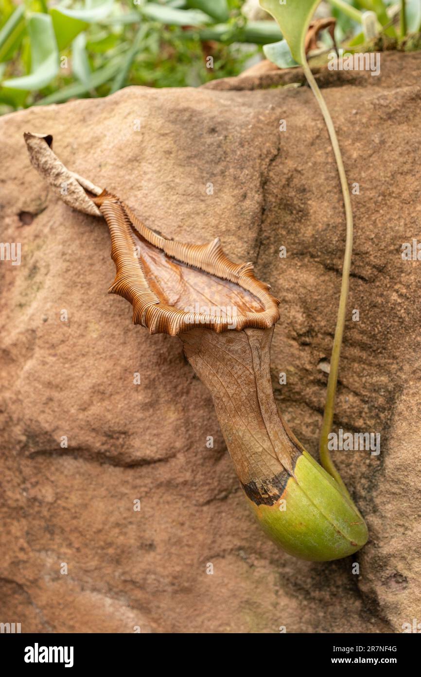 Carnivorous tropical plant in the rainforest hi-res stock photography ...