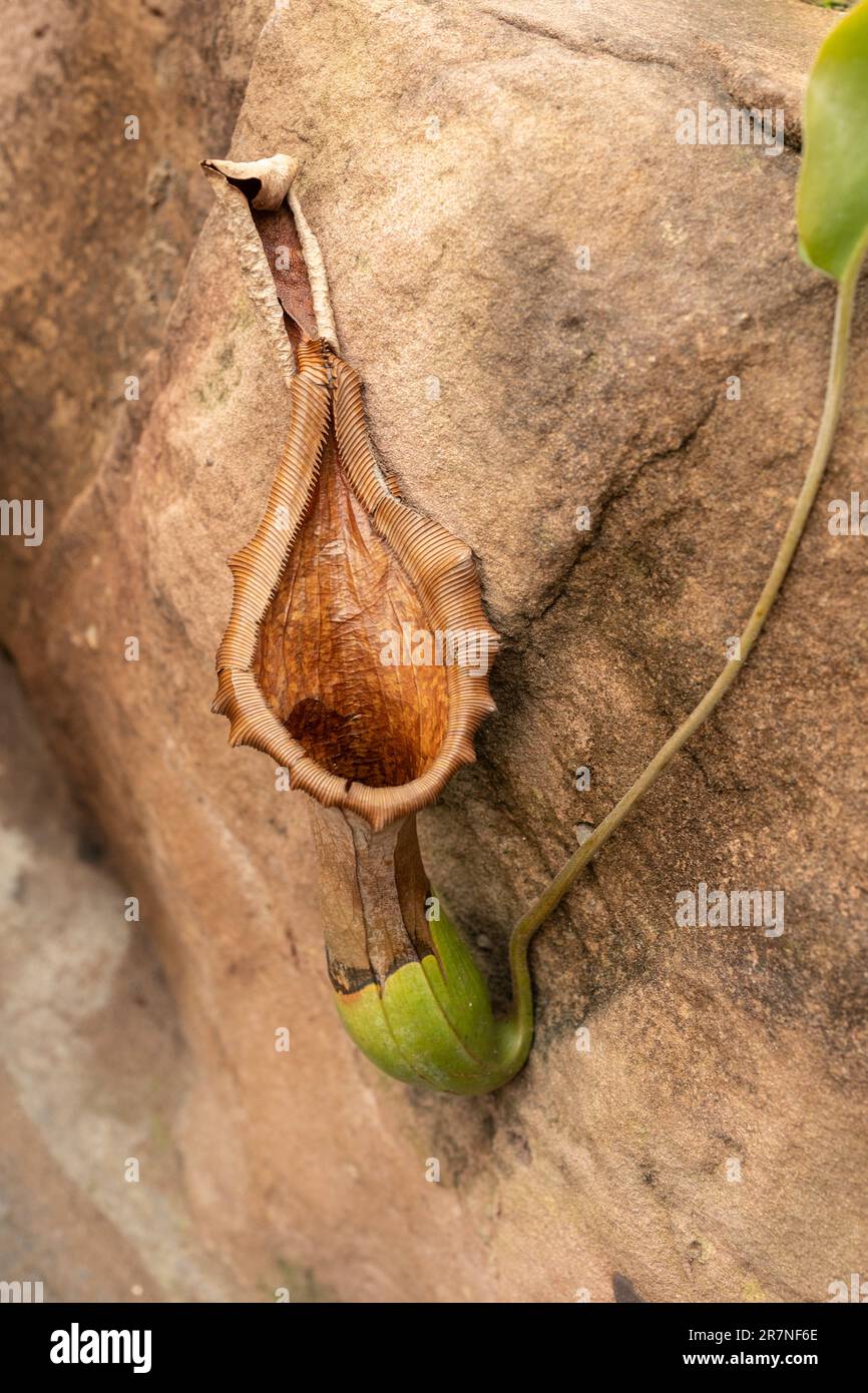 Carnivorous tropical plant in the rainforest hi-res stock photography ...