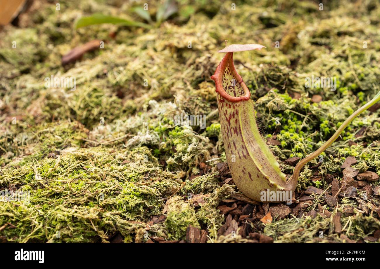 Carnivorous tropical plant in the rainforest hi-res stock photography ...