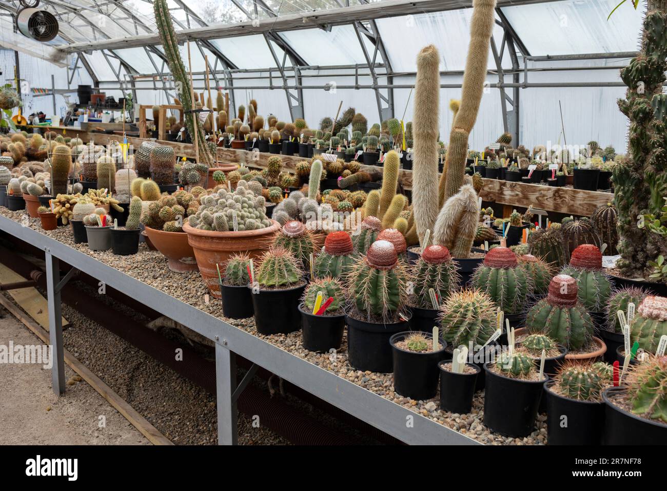 Greenhouse with many cacti and exotic plants Stock Photo - Alamy