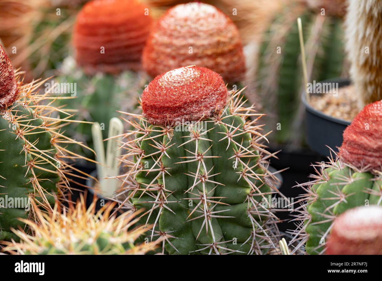 Plants Cacti in a well maintained botanical garden Stock Photo - Alamy