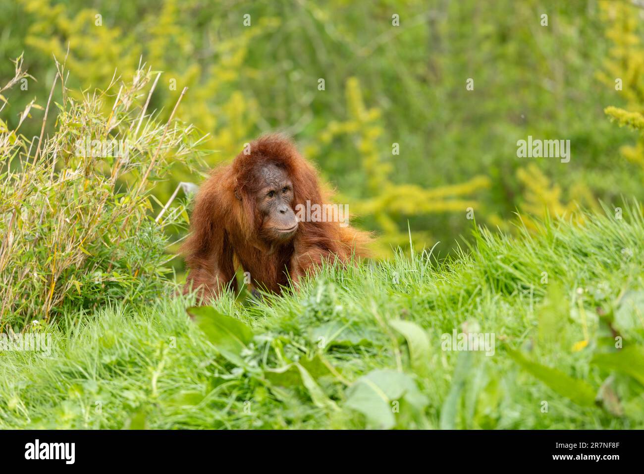 Bornean orangutan in the wild nature. Central Bornean orangutan Stock ...