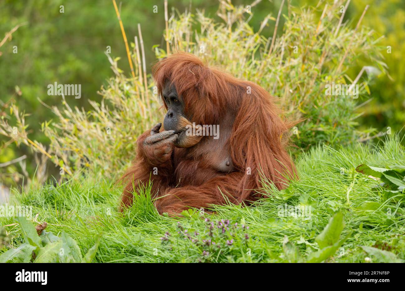 Bornean orangutan in the wild nature. Central Bornean orangutan Stock ...