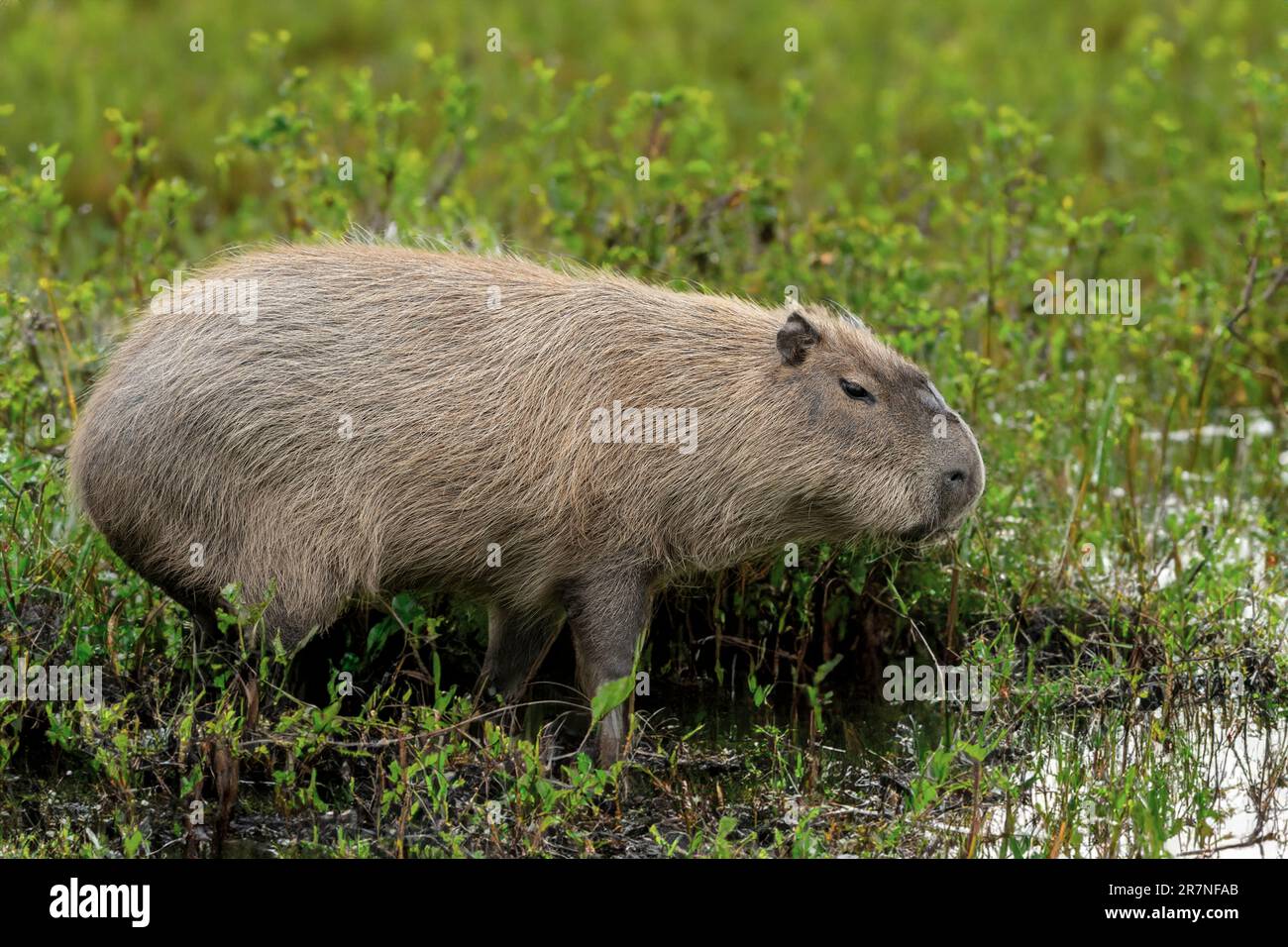A Capabara, close relative to Guinea Pigs Stock Photo - Alamy