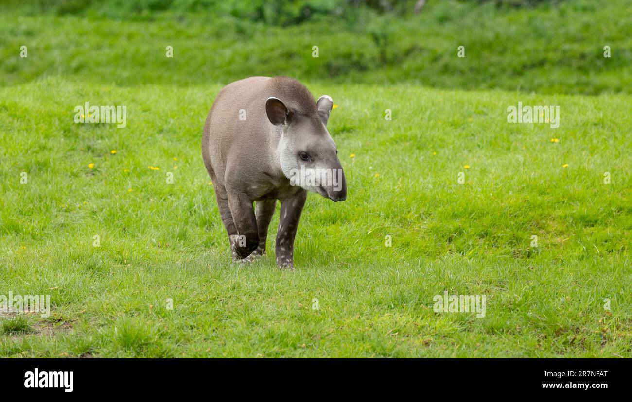 Close up of a South american tapir walking in grass Stock Photo - Alamy