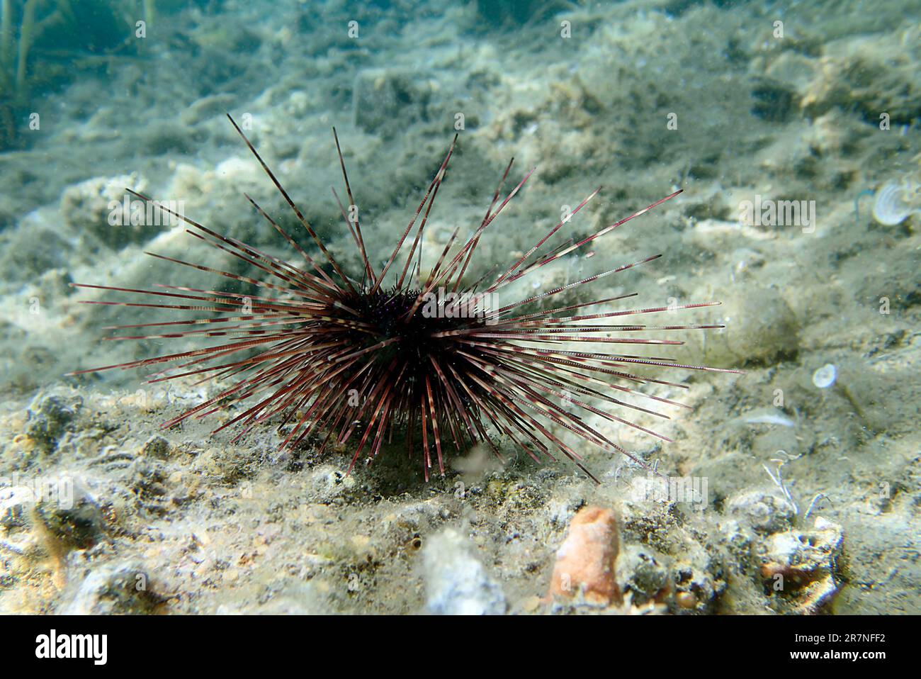 Hatpin sea urchin - Centrostephanus longispinus Stock Photo - Alamy
