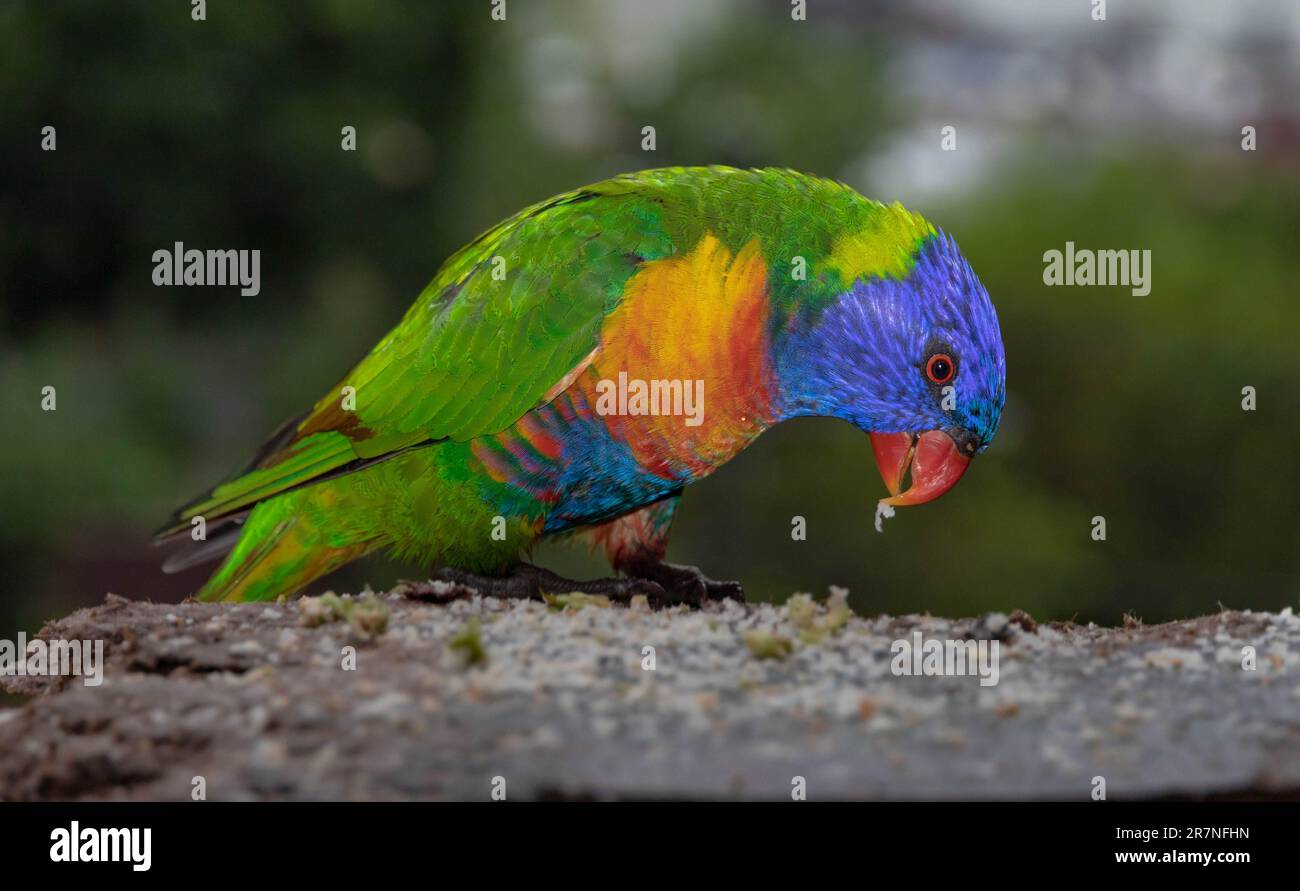 Parrot tongue hi-res stock photography and images - Alamy