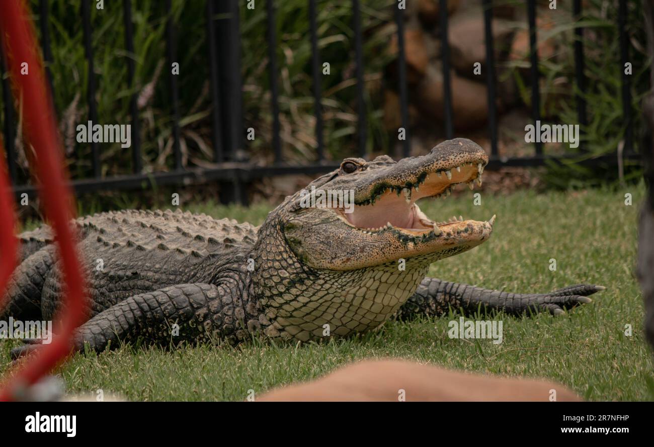 An American Alligator (Alligator mississippiensis) basking in the sun ...