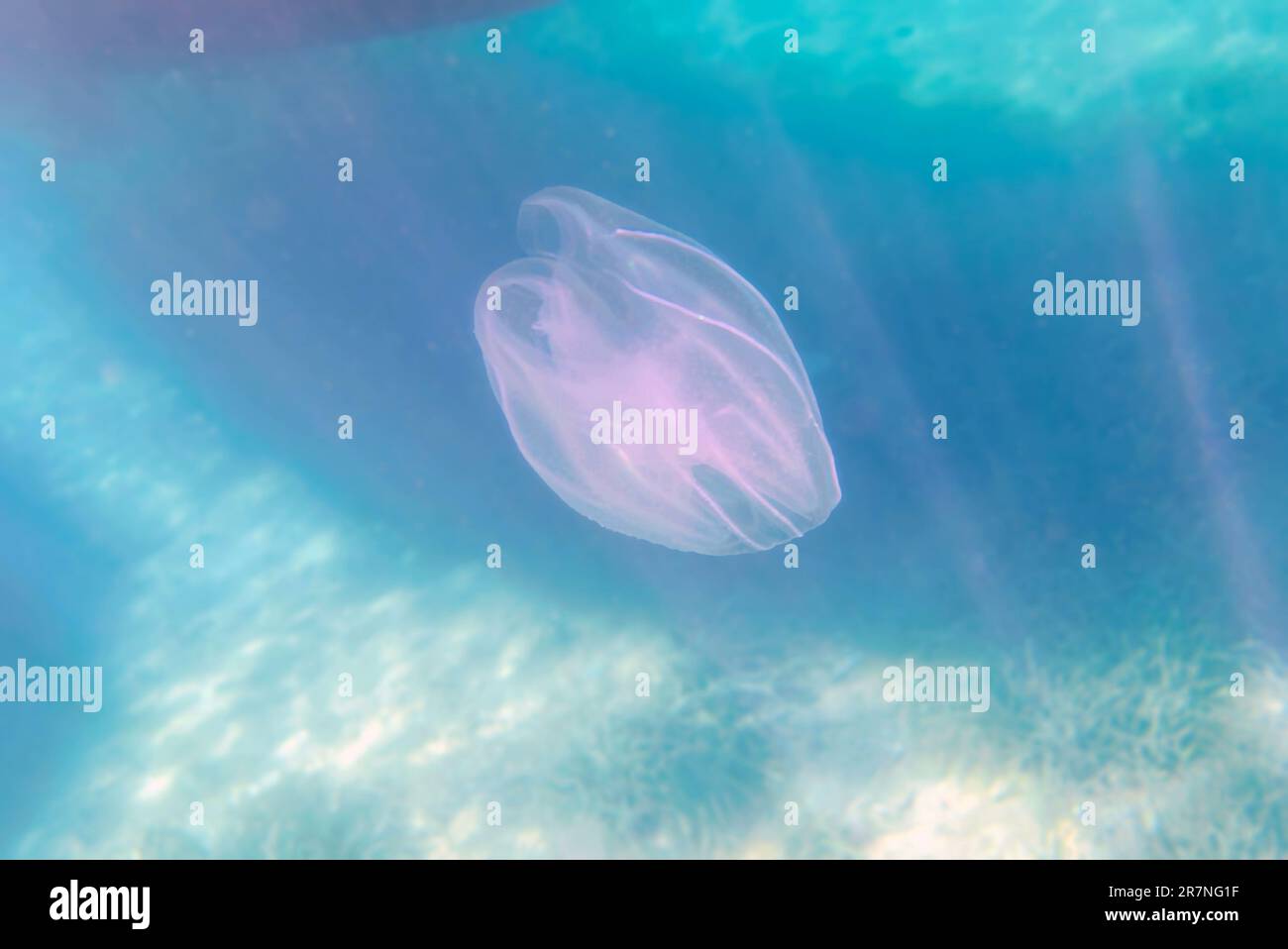 Mnemiopsis leidyi - the warty comb jellyfish or sea walnut jellyfish ...